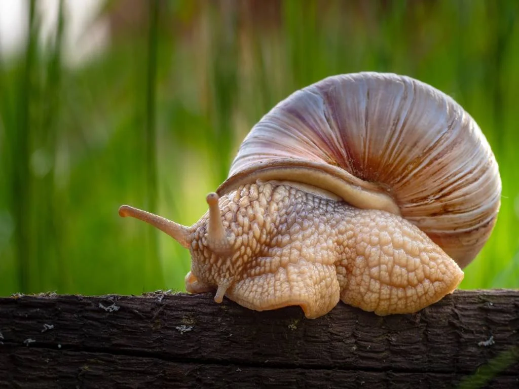 Creatures - Snail