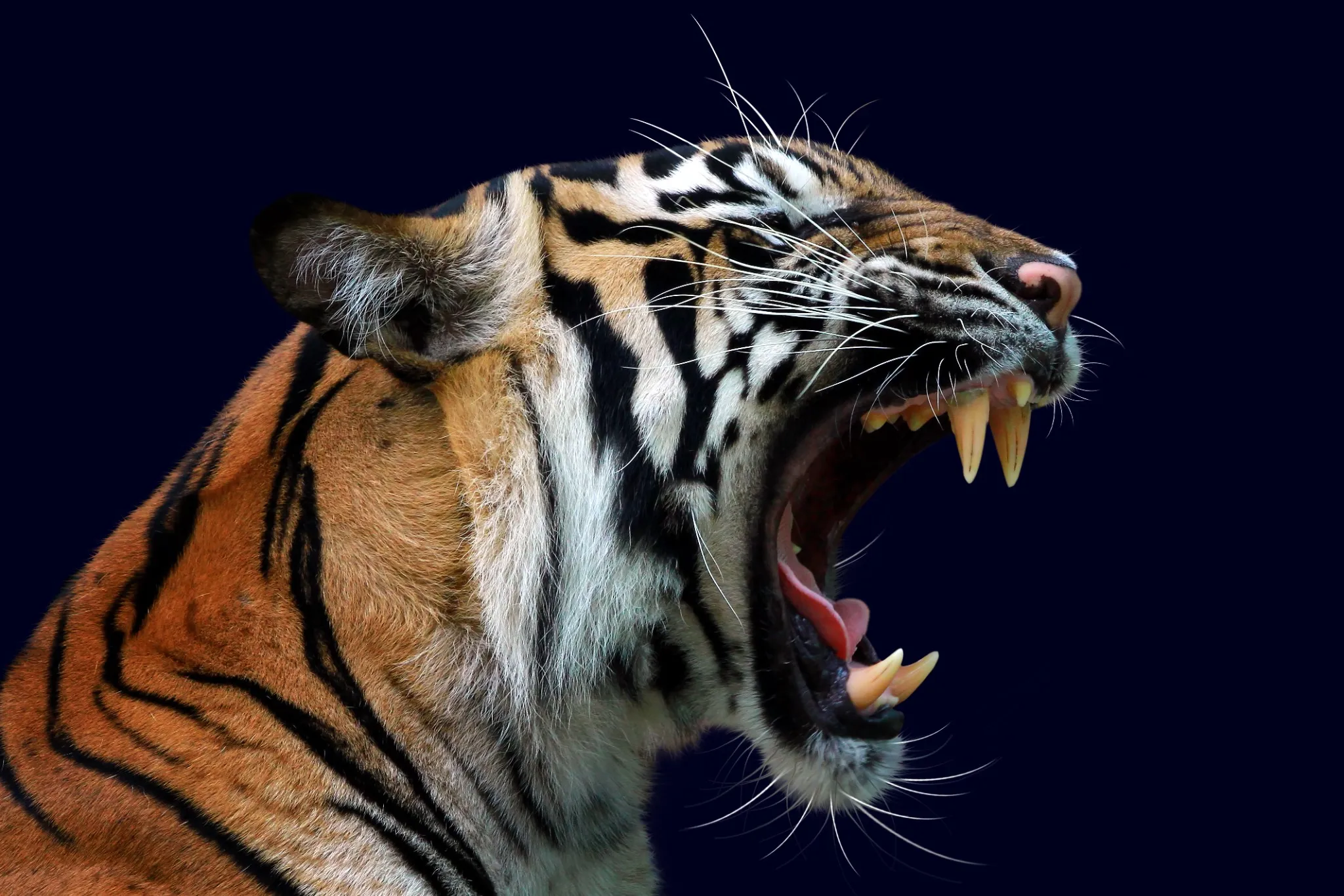 Tiger - Endangered Animals