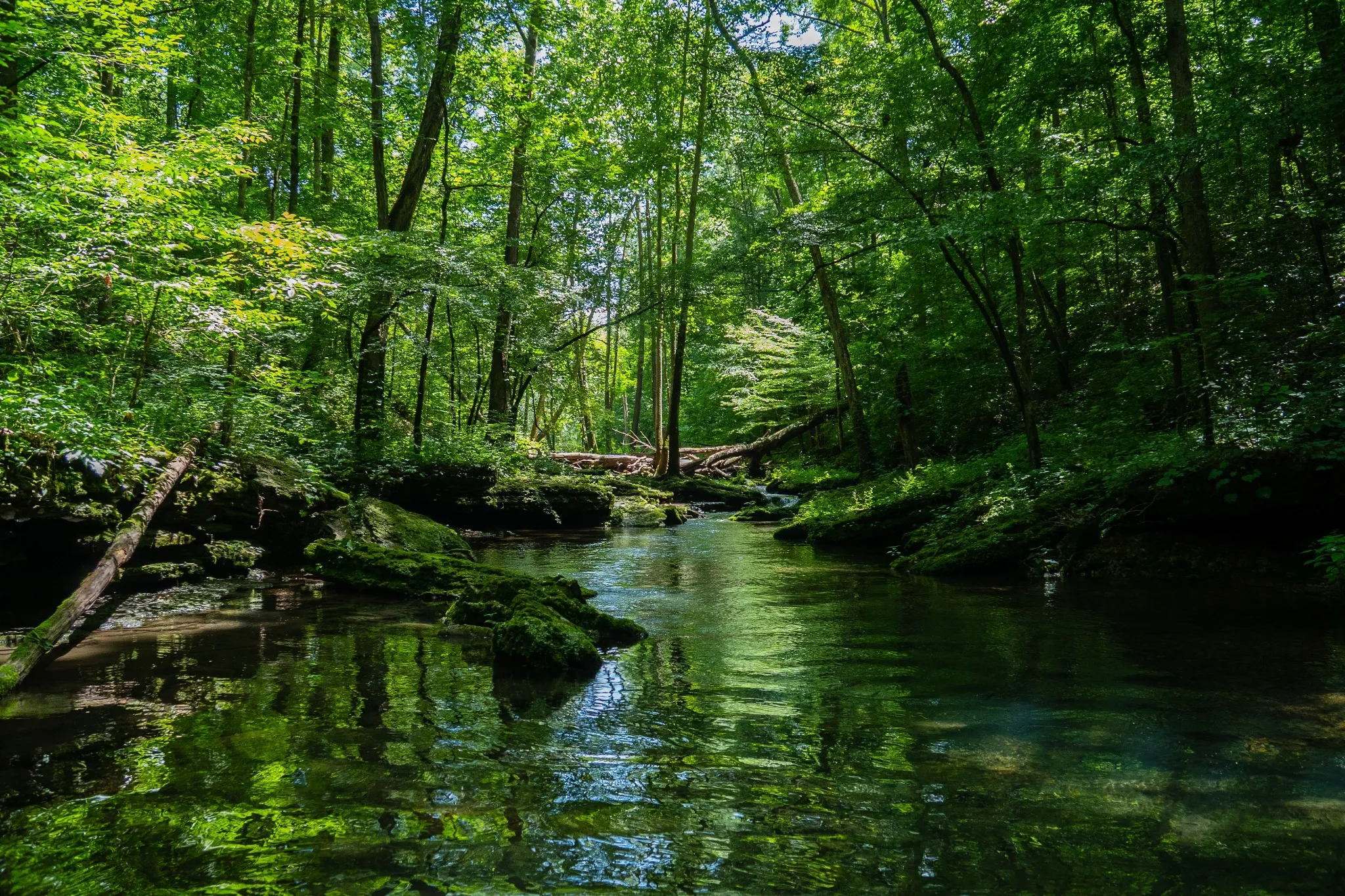 Protecting Our Forests, Wildfire Prevention and Awareness
